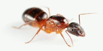 Ant Control Los Angeles | Orange County